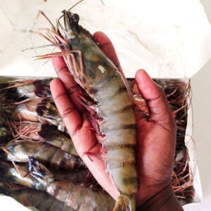 Jumbo Prawns - Capital Fisheries