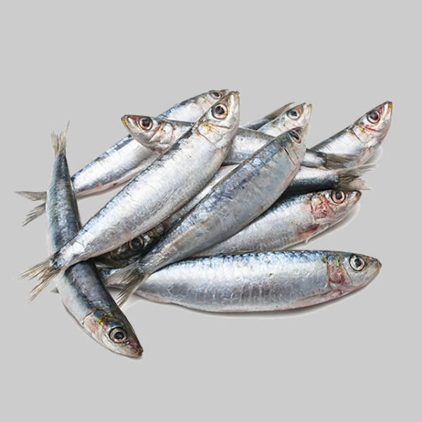 Large Portuguese Sardines - Capital Fisheries